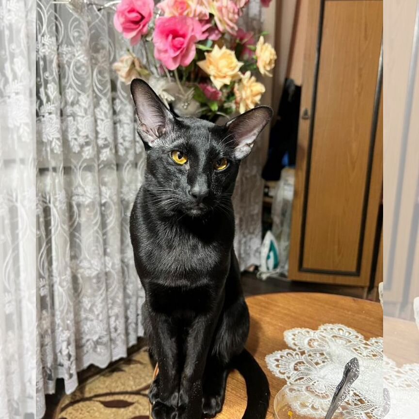 Вязка кошек ориентальная