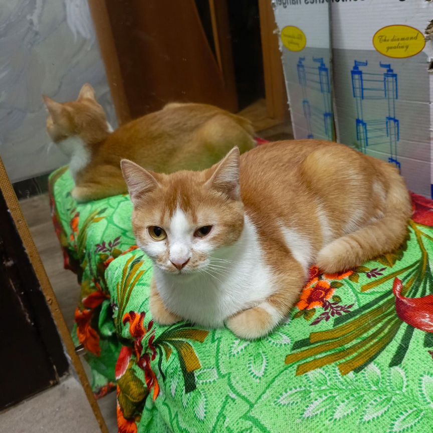 Взрослая, кошка в добрые руки