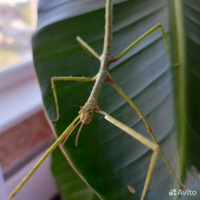Аннамский палочник