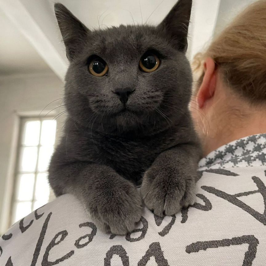 Котята 5 месяцев