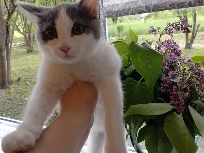 Британские котята