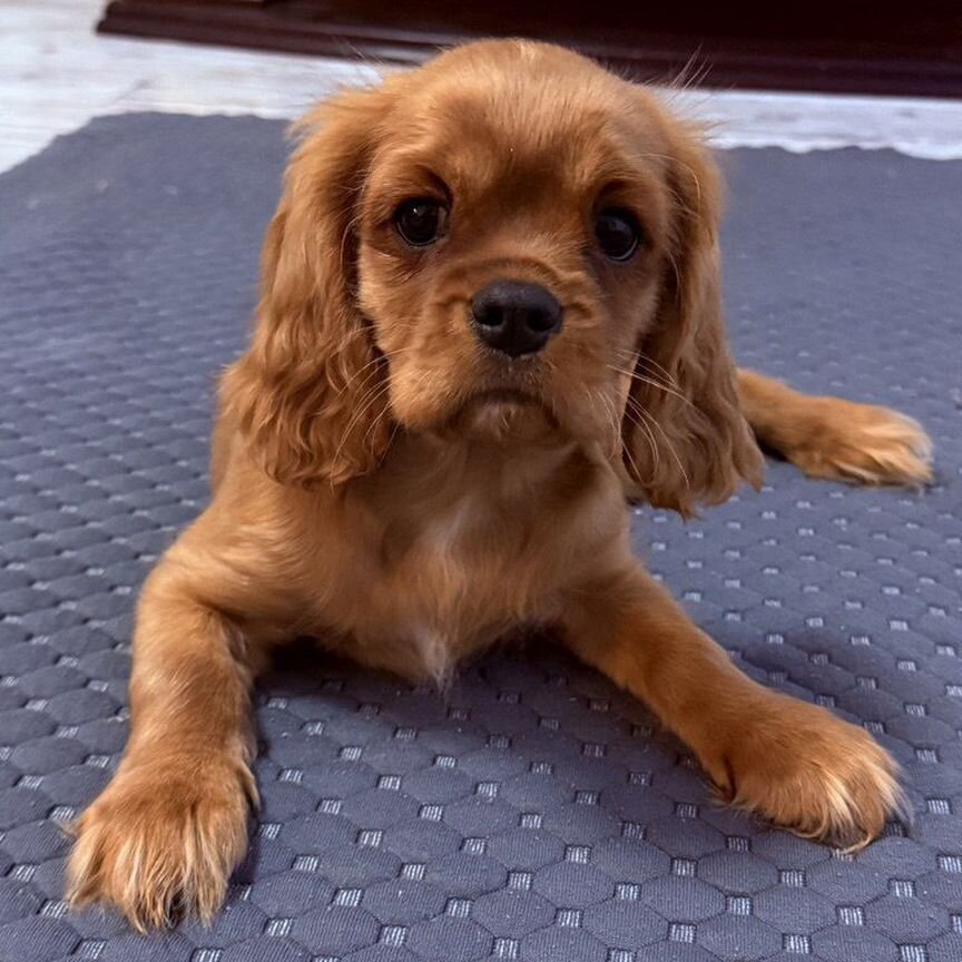 Кавалер кинг-чарльз-спаниель, щенок