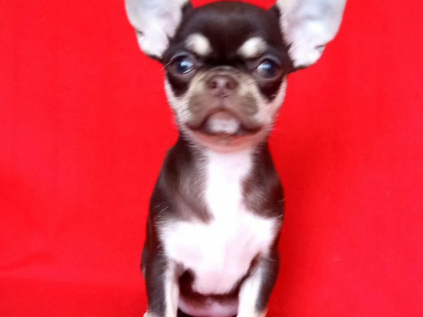 Шоколадно подпалая девочка чихуахуа