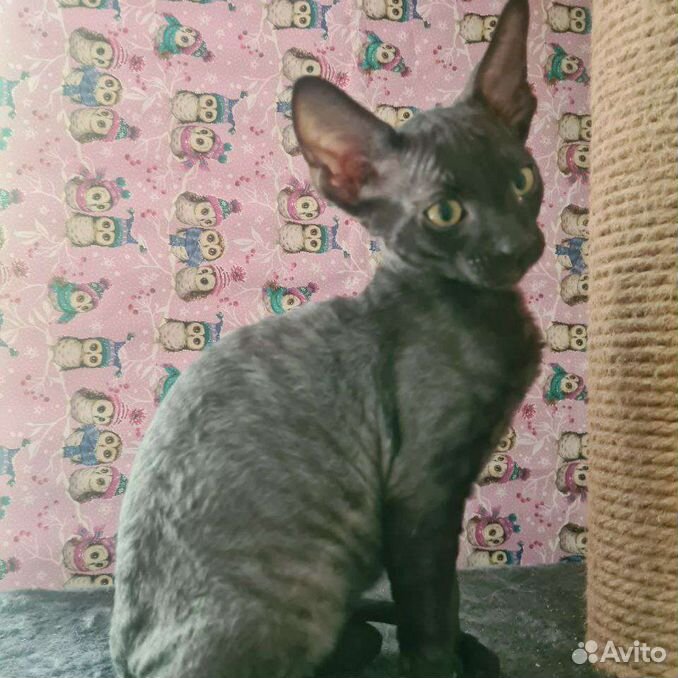 Котёнок Корниш-рекс