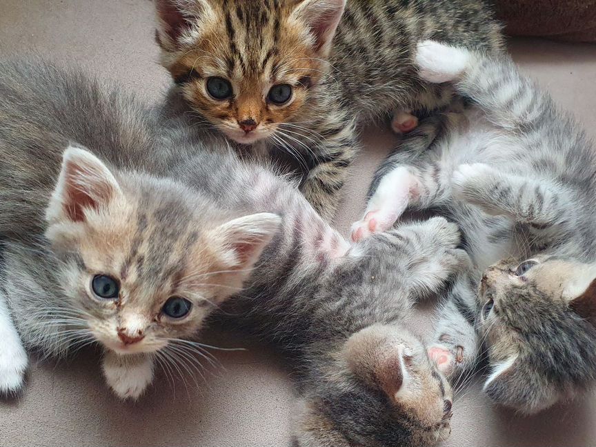 Котята отдам в добрые руки бесплатно