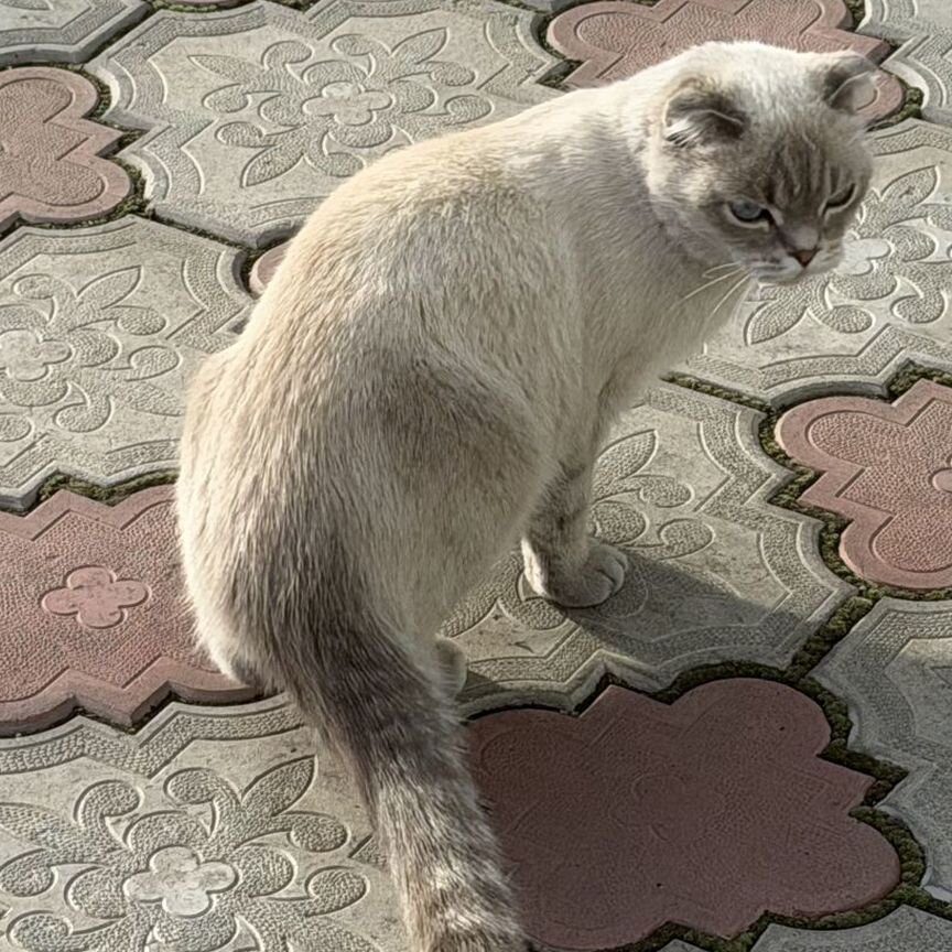 Взрослая, кошка в добрые руки