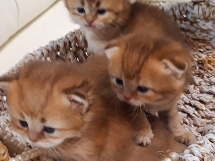 Шотландские золотые котята
