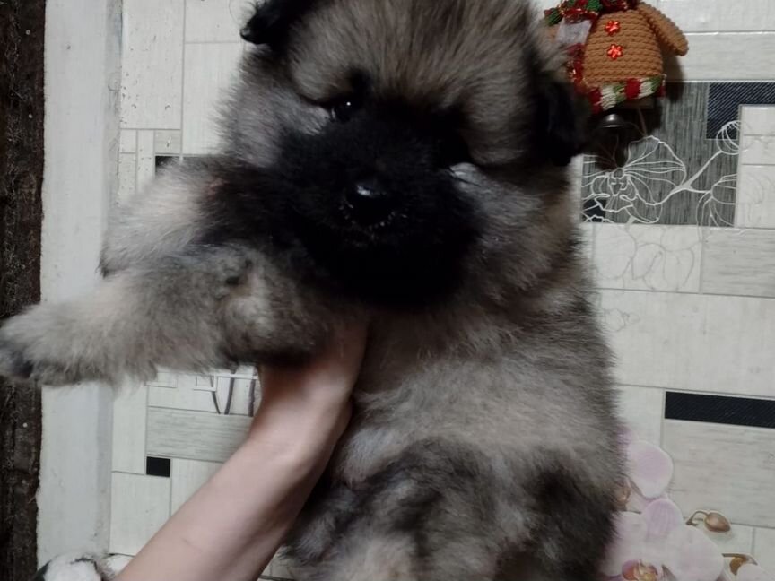 Кеесхонд (вольфшпиц)