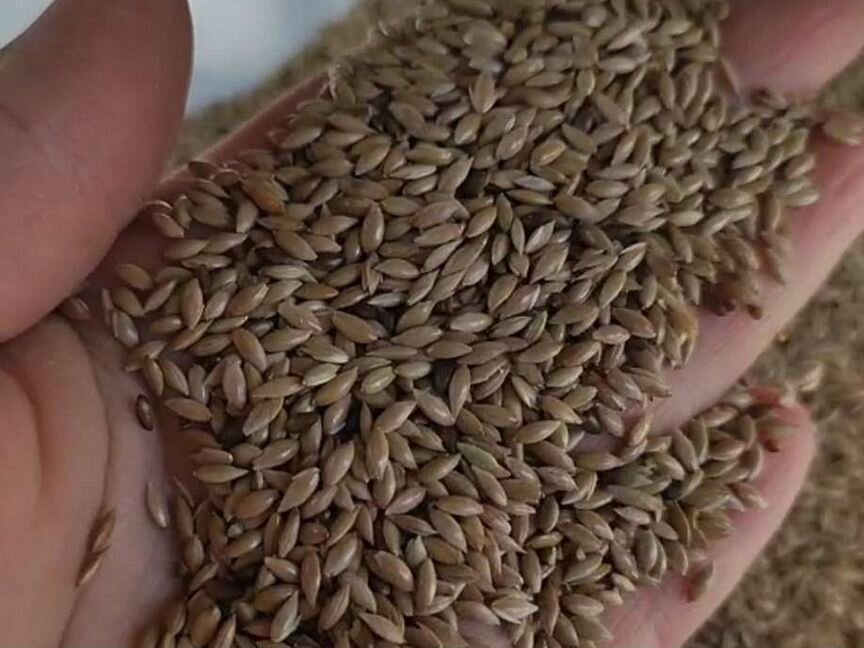 Канареечное семя. Семечки. Рапс