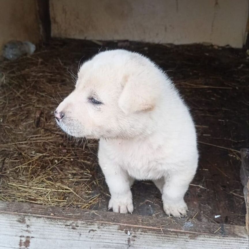 Пропадает на улице совсем одна