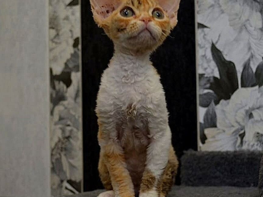 Котята девон-рекс