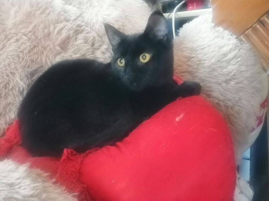 Котик-подросток