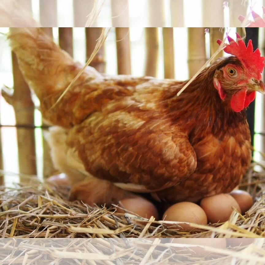 Куры несушки продам
