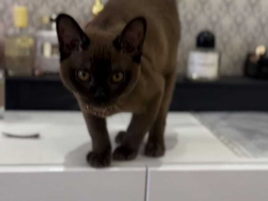 Бурманская бурма кот