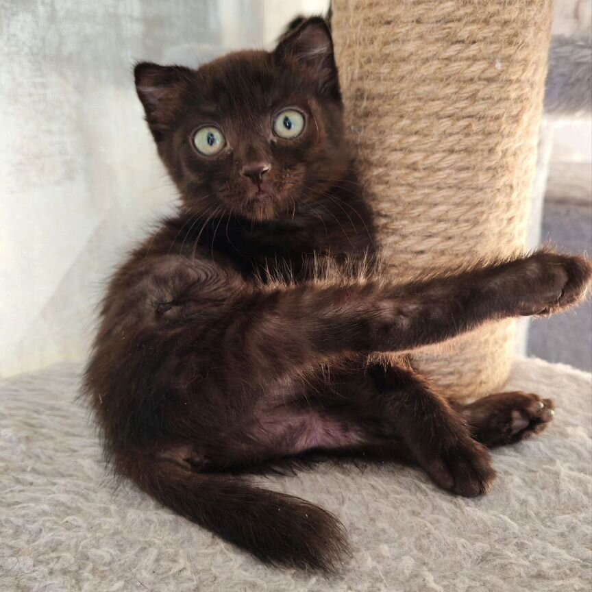 Котенок Натаха