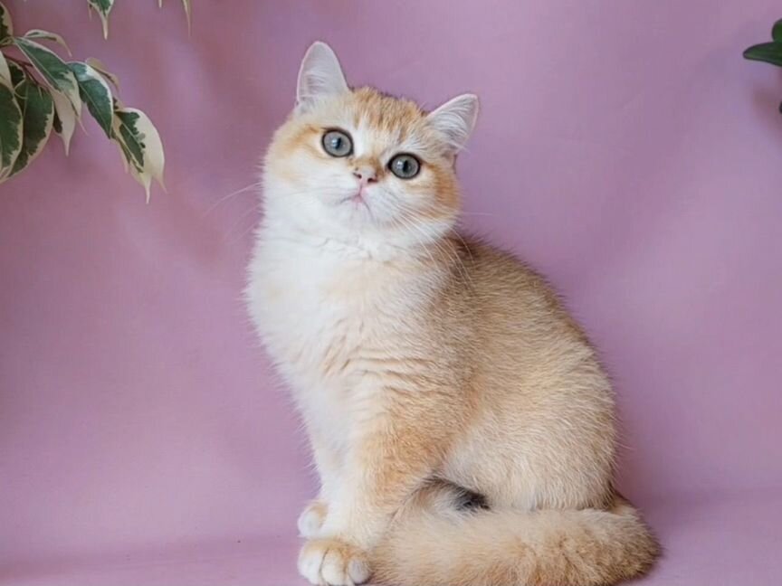 Британская золотая шиншилла