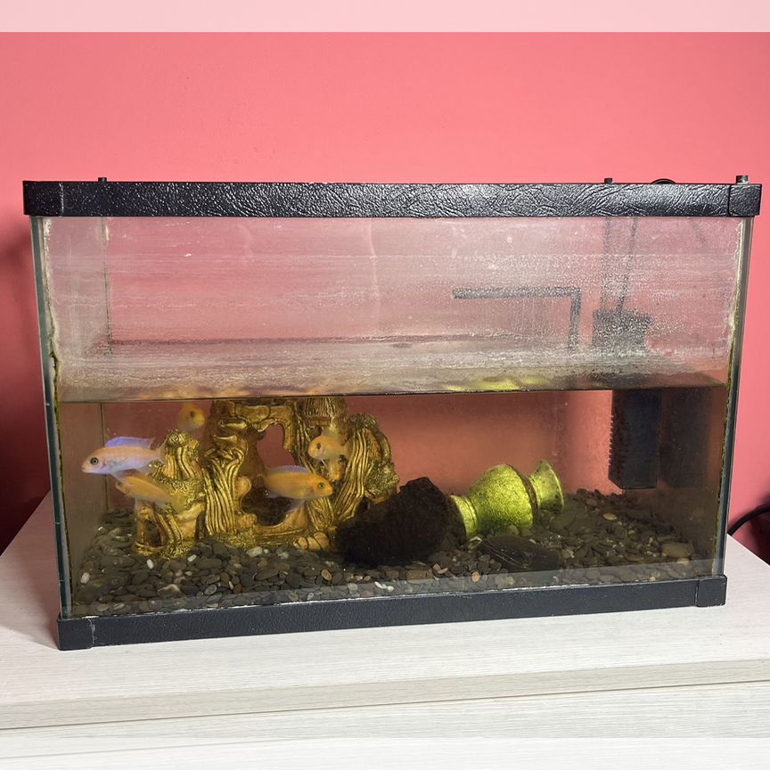 Аквариум с рыбами