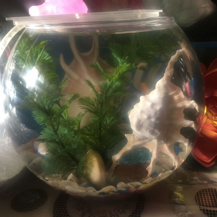 Аквариум 3 литра с 2 рыбками и грунтом, декор