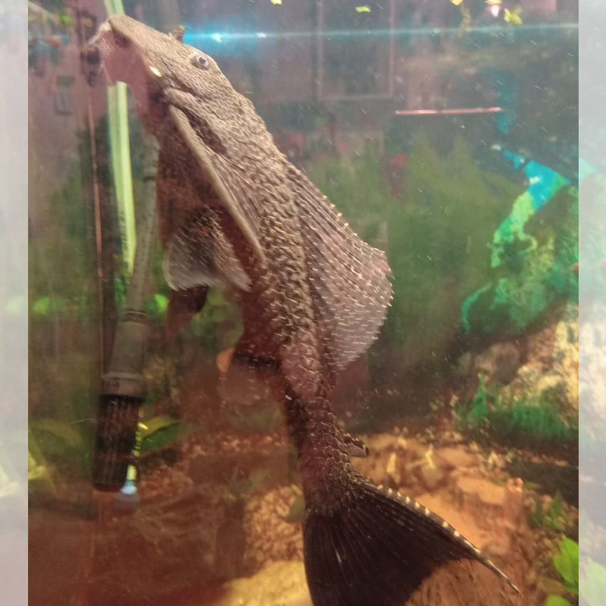 Сом парчовый