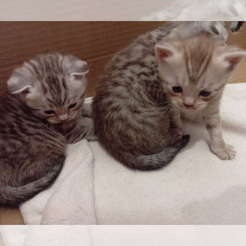 Шотландский вислоухий короткошёрстный котёнок