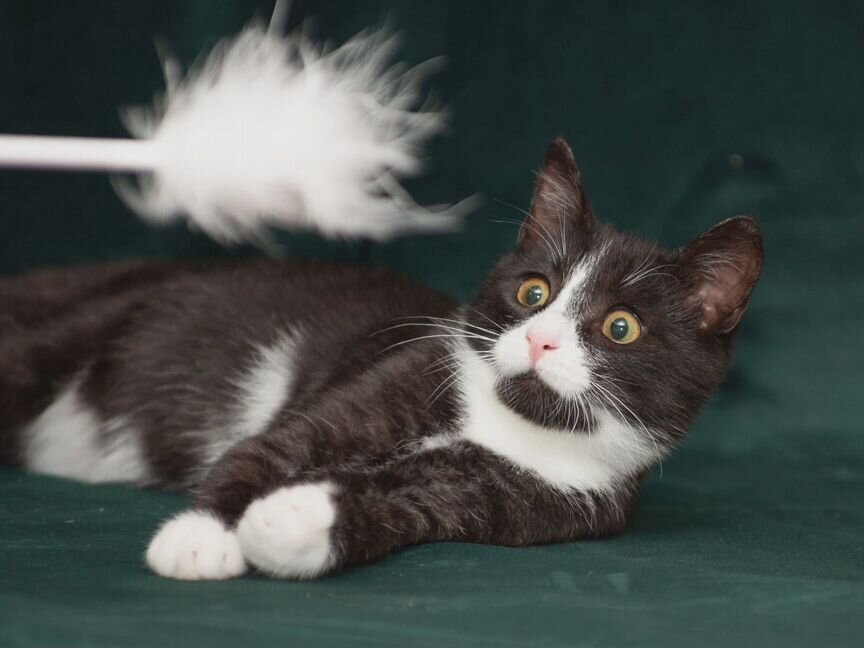 Котенок 4 месяца