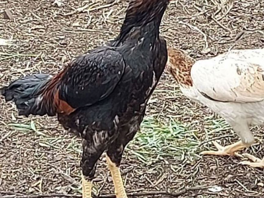 Бойцовые куры шамо инкубационное яйцо