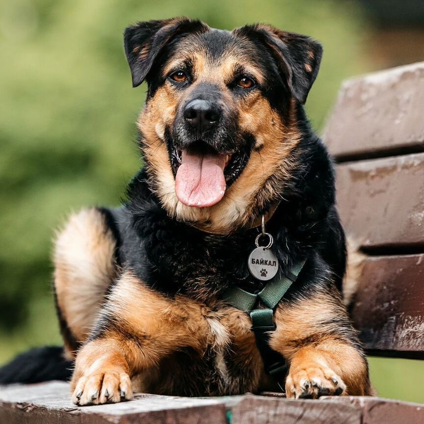 Взрослый пёс в добрые руки