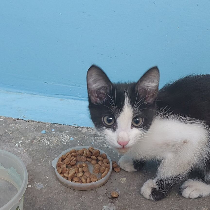 Котёнок, возраст около 2 мес. Тянется к людям