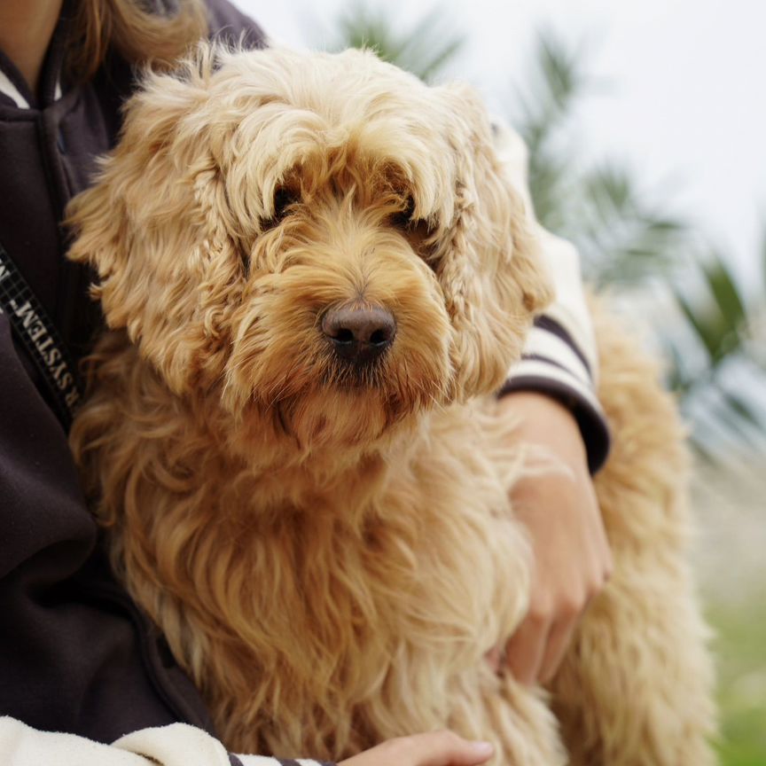 Взрослая собака в добрые руки