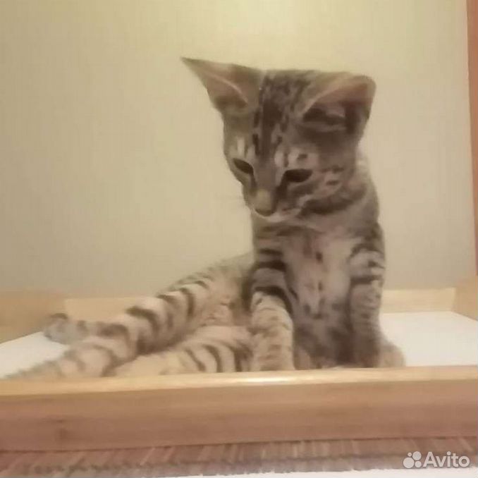 Котёнок девочка красивая ласковая ручная