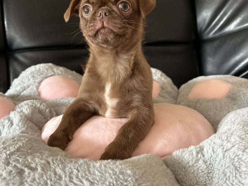 Сладкий пончик