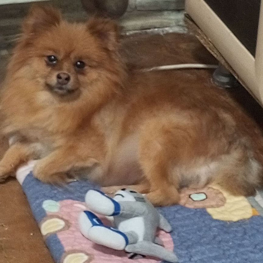 Померанский шпиц, взрослая собака