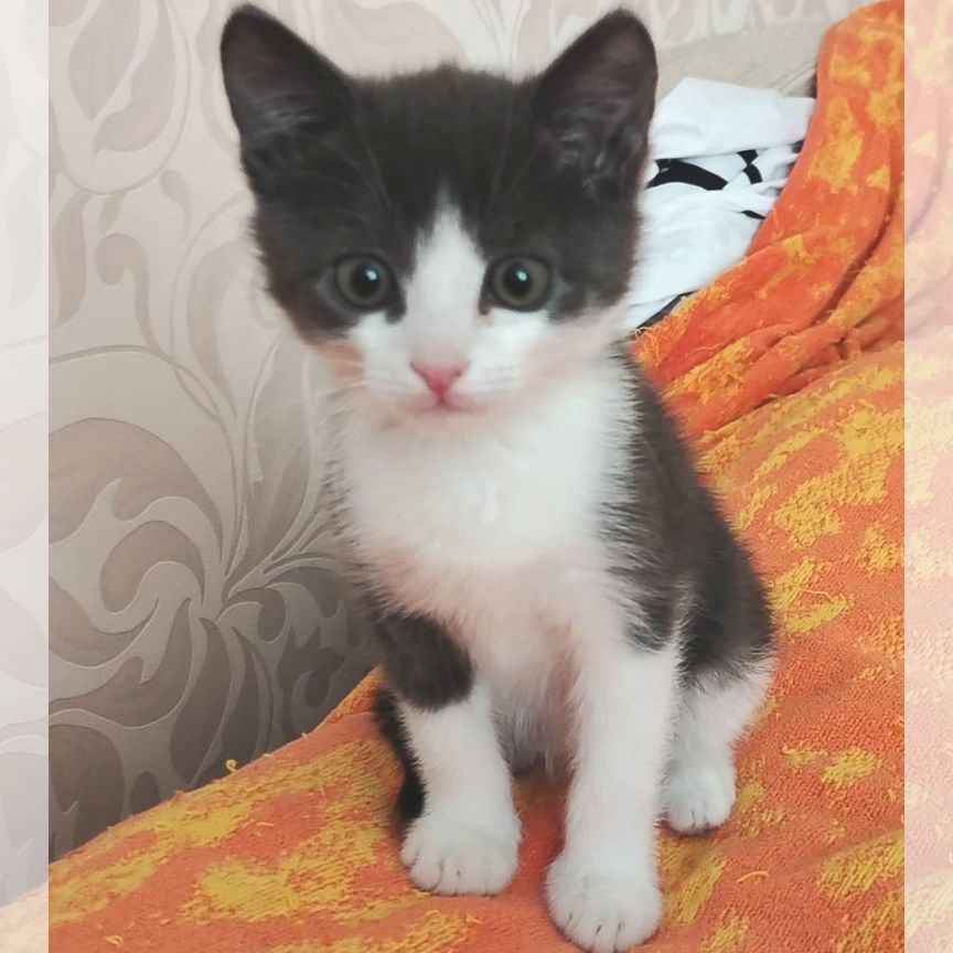 Котенок Франтик 2 месяца с доставкой