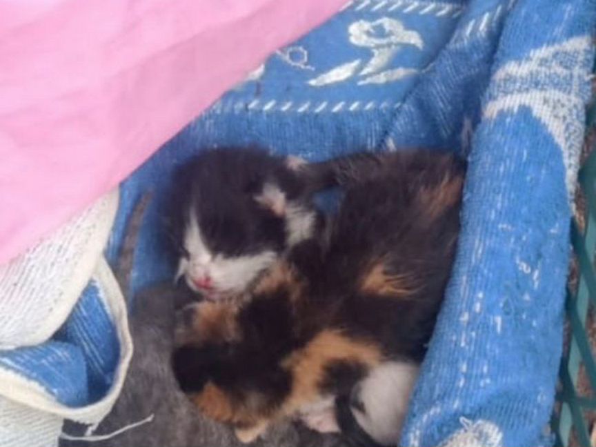 Найдены котята