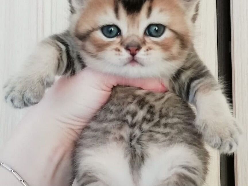 Шотландские котомишки чёрное золото