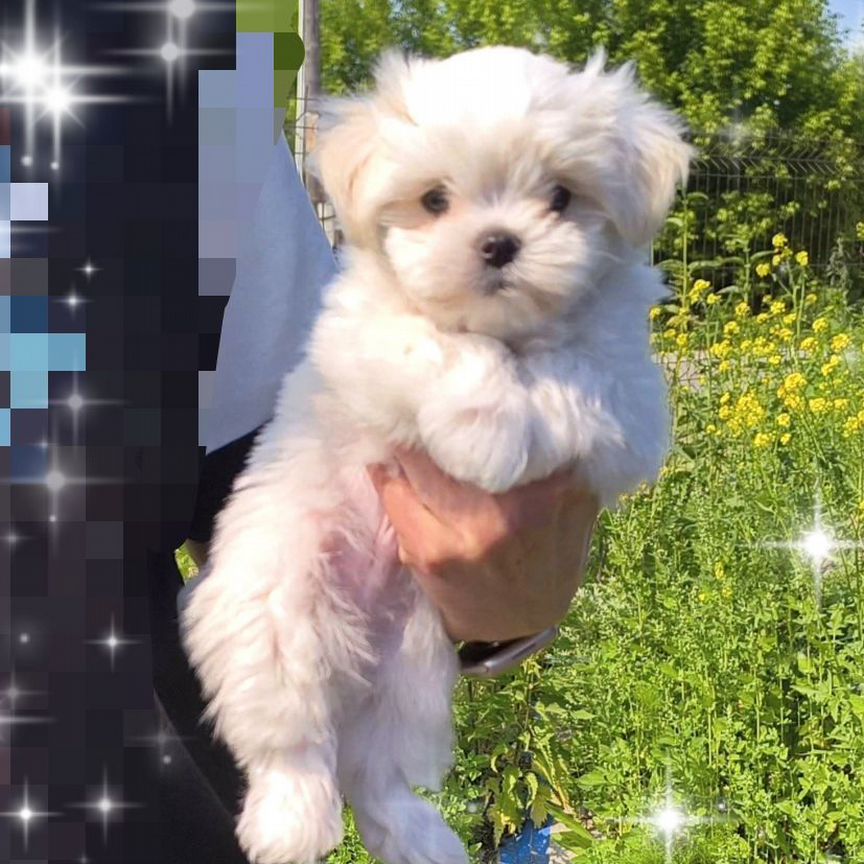 Мальтипу, щенок