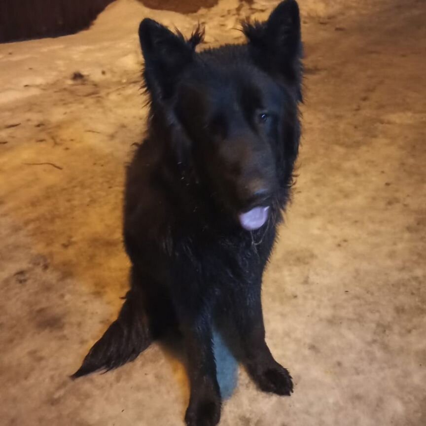 Немецкая овчарка ищет хозяина