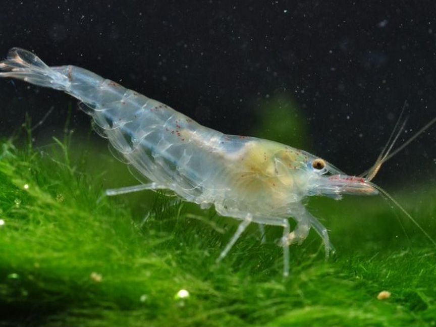 Креветки, Хелена, Моллинезии