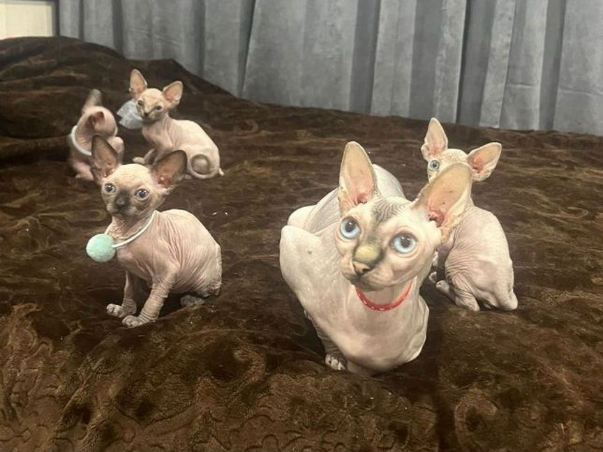 Канадский сфинкс котенок