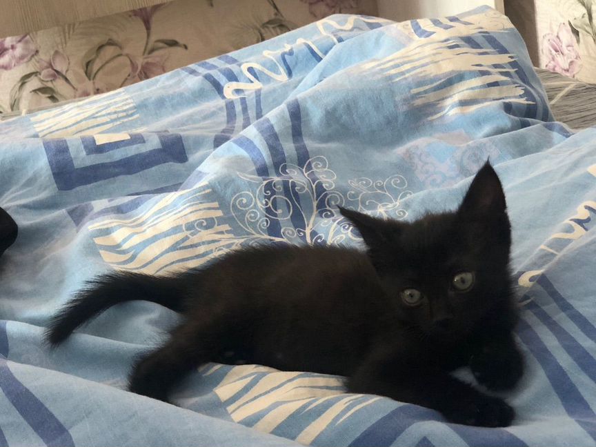 Котенок в добрые руки