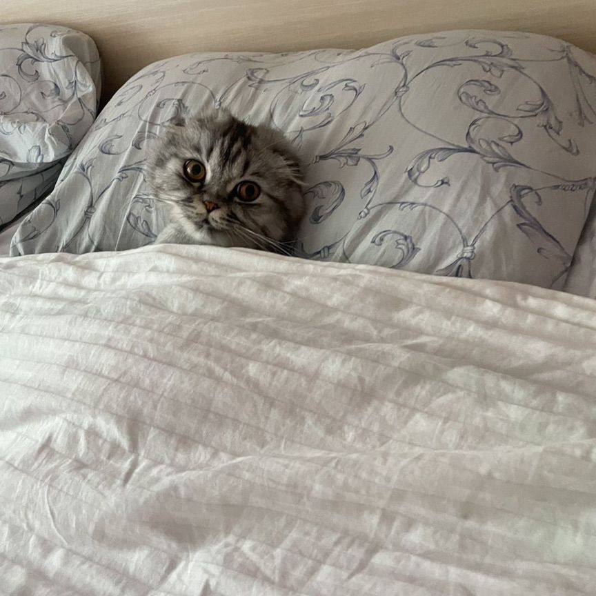 Кот ленивец