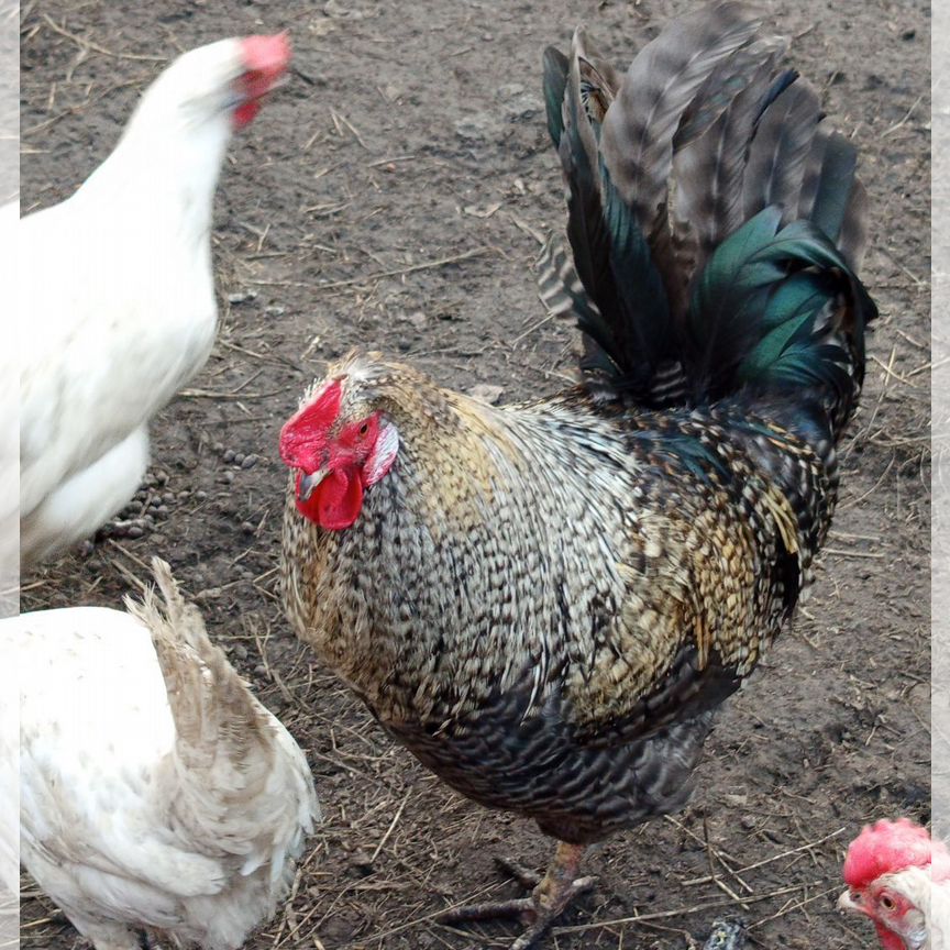 Брама палевая петух