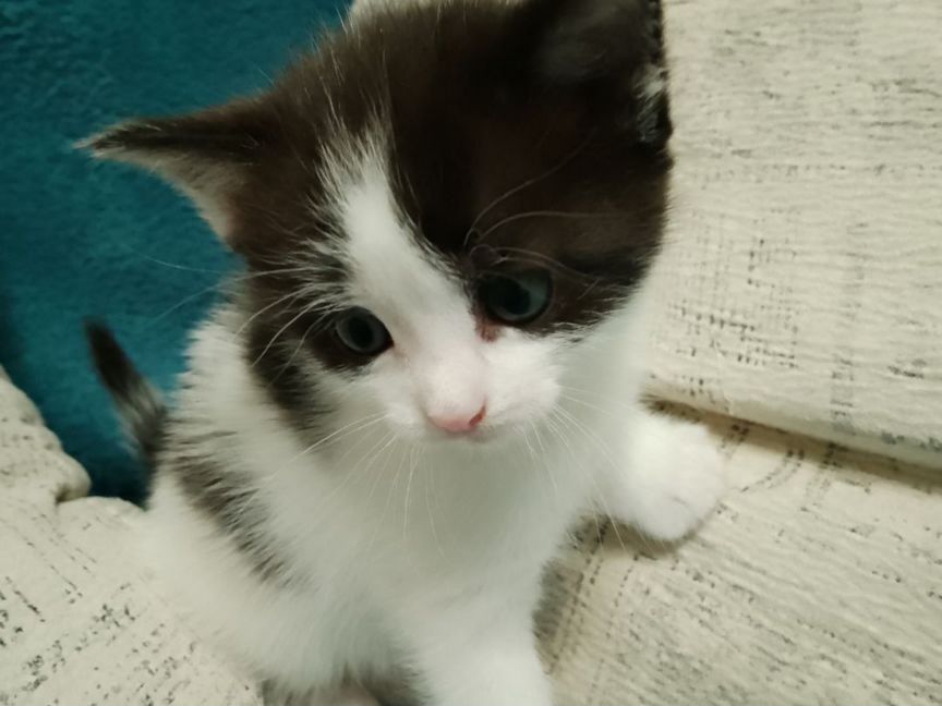 Котята в дар бесплатно