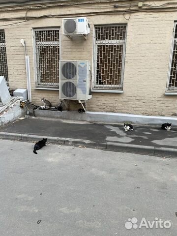 Котята на улице