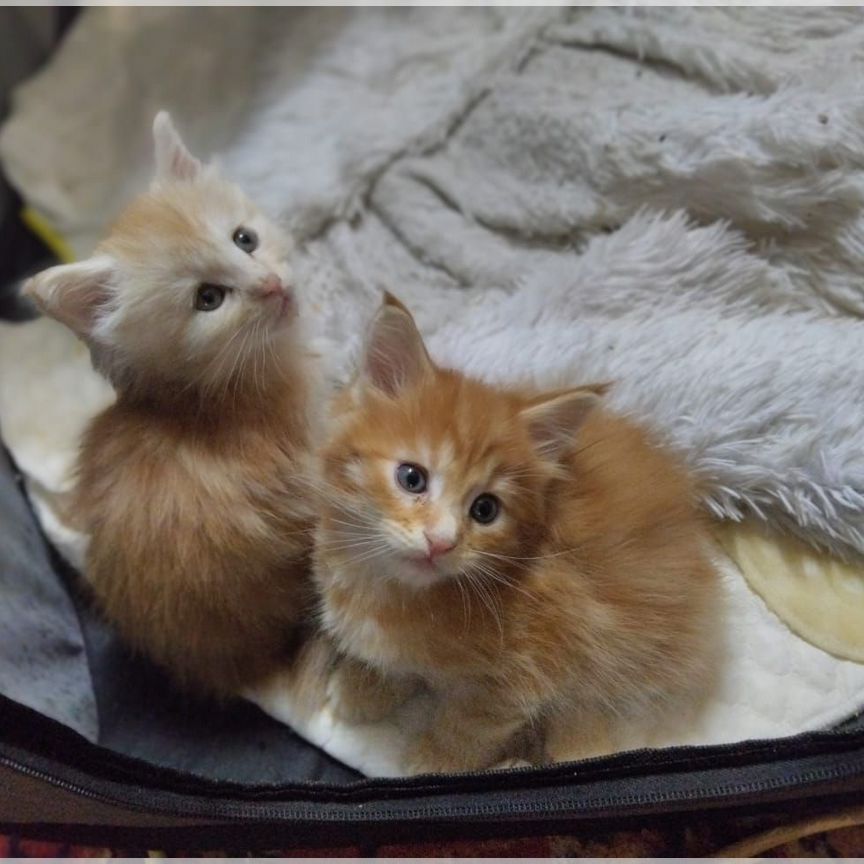 Мейн-кун котёнок