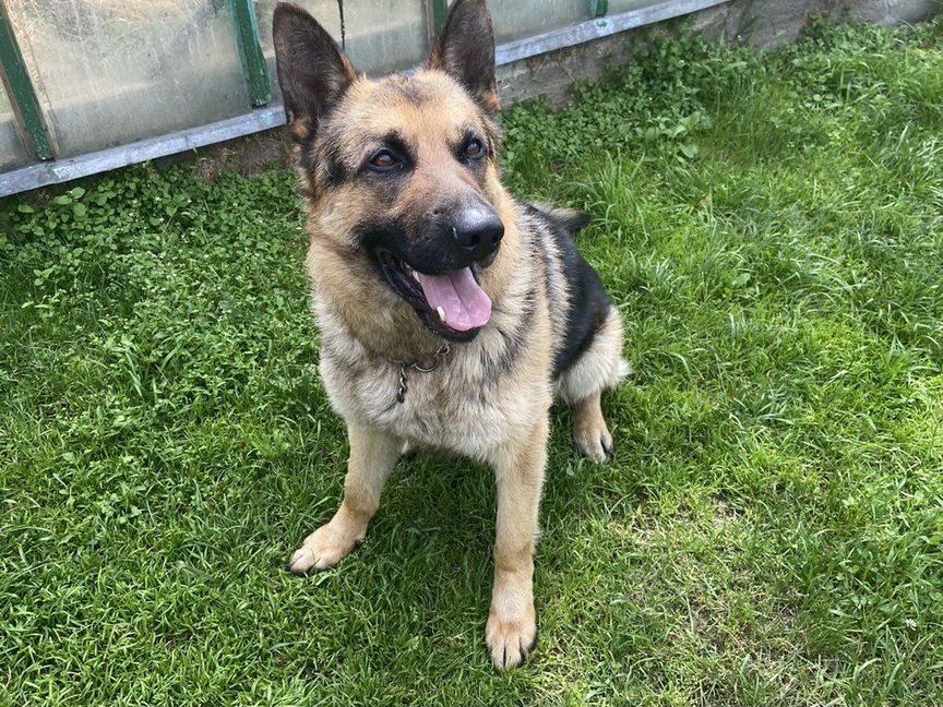 Кобель для вязки немецкая овчарка