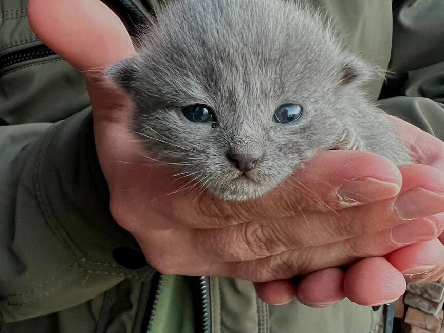 Отдадим котят в хорошие руки