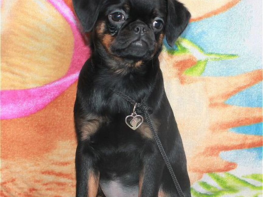 Чудесные детки брабансончики