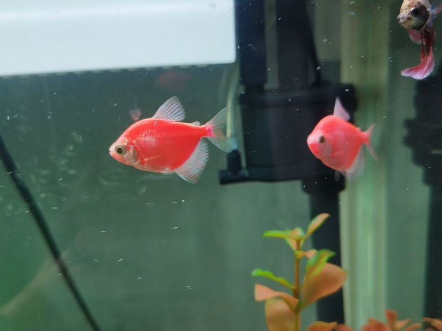 Глофиш тернеции