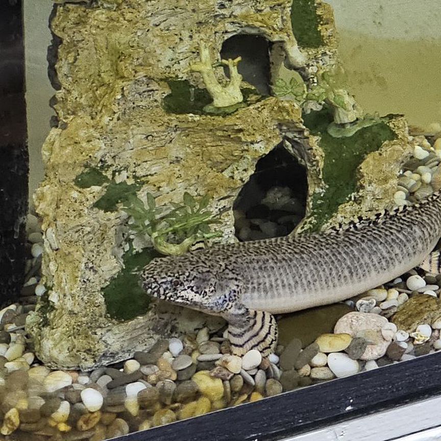 Полиптерус дельгези